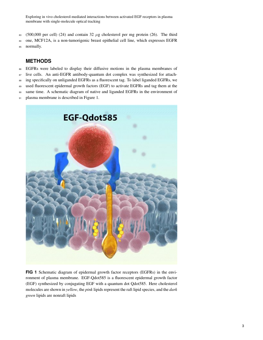 Eukaryotic Cell Template - American Society for Microbiology
